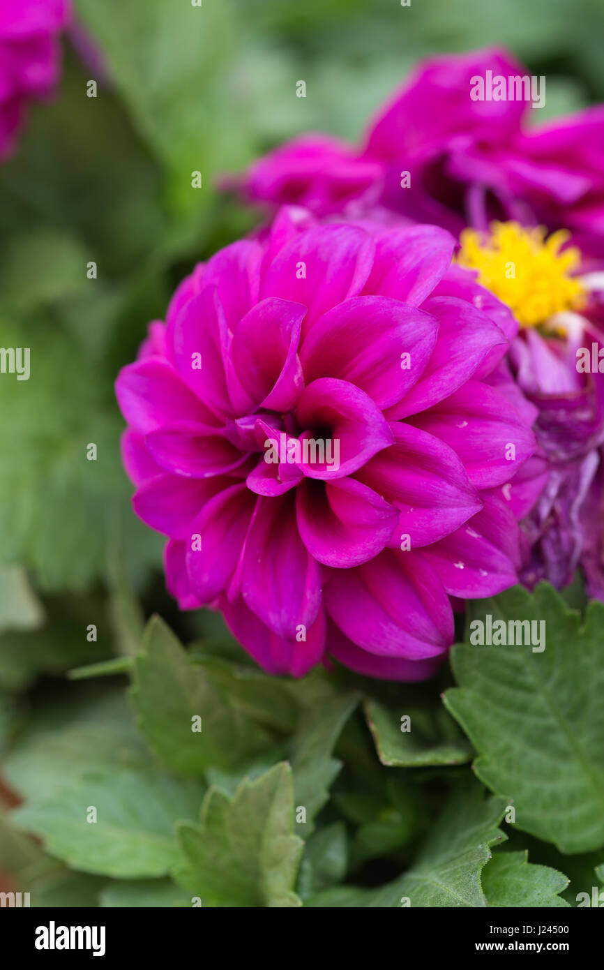 Portrait layout image of beautiful raspberry red dahlia flower with ...