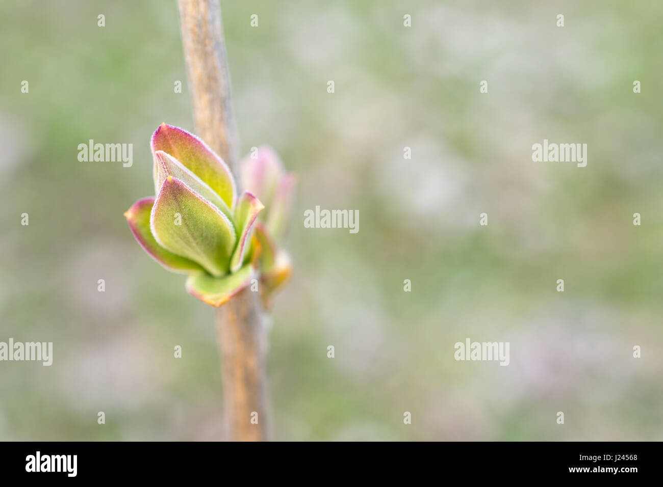 Lilac leaf hi-res stock photography and images - Alamy