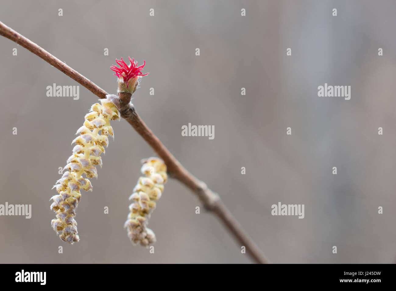 Hazel Catkin and Flower Stock Photo - Alamy