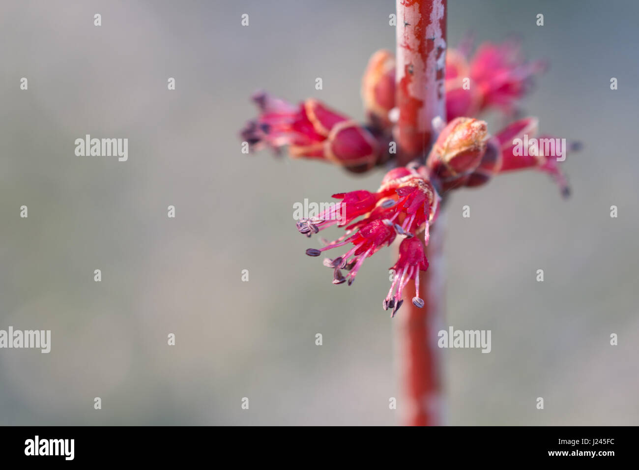 Red Maple Flowers in Spring Stock Photo - Alamy