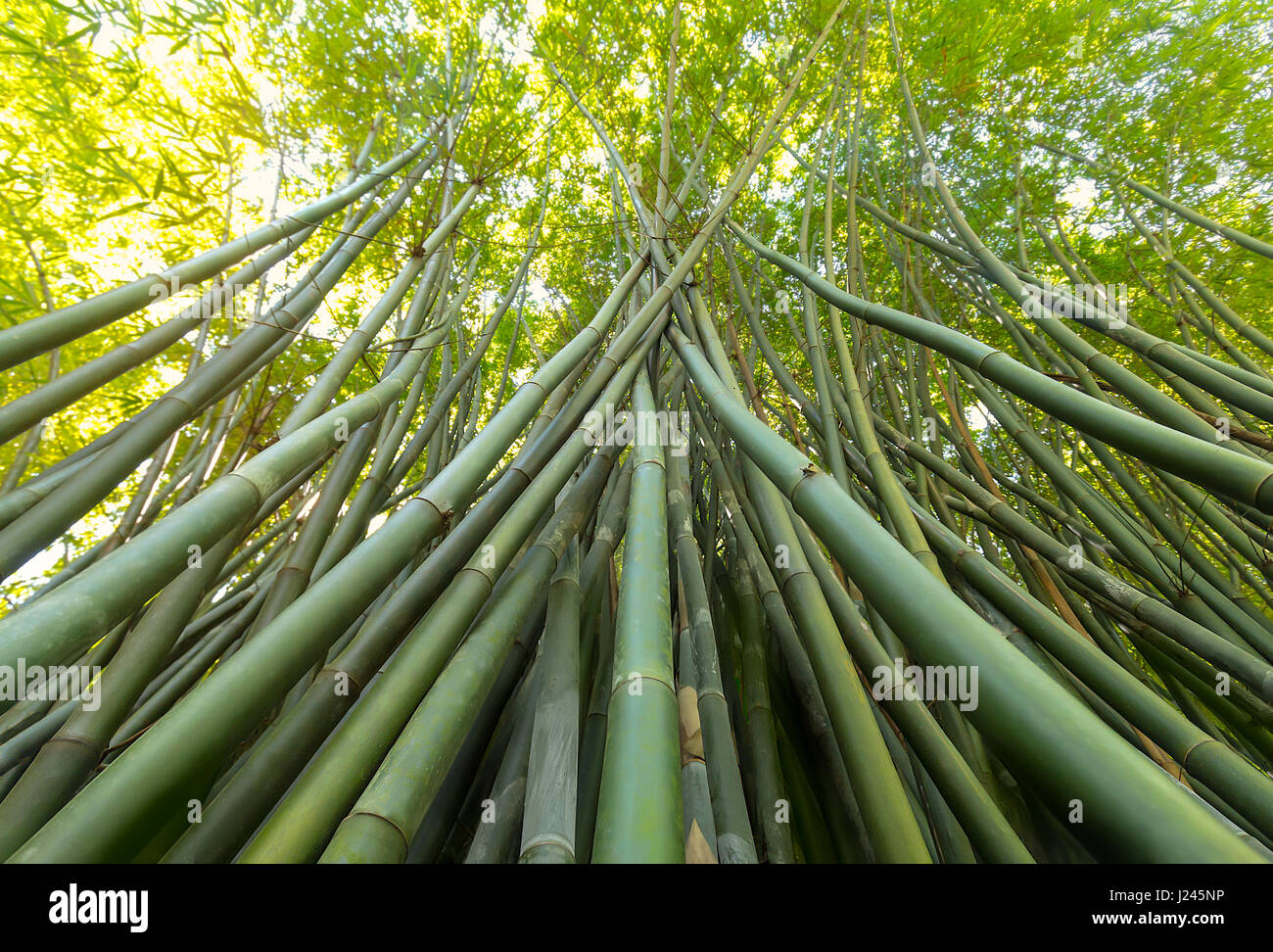 Lots of bamboo trees hi-res stock photography and images - Alamy