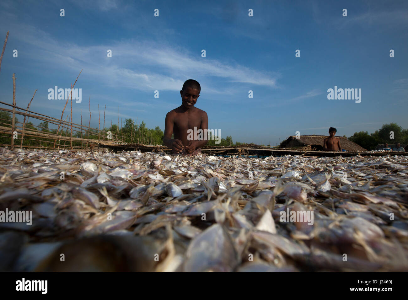 Fish processing plant hi-res stock photography and images - Alamy
