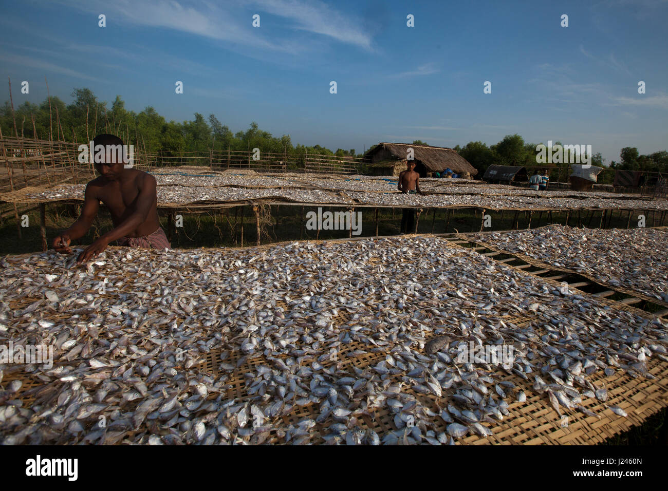 Fish processing plant hi-res stock photography and images - Alamy