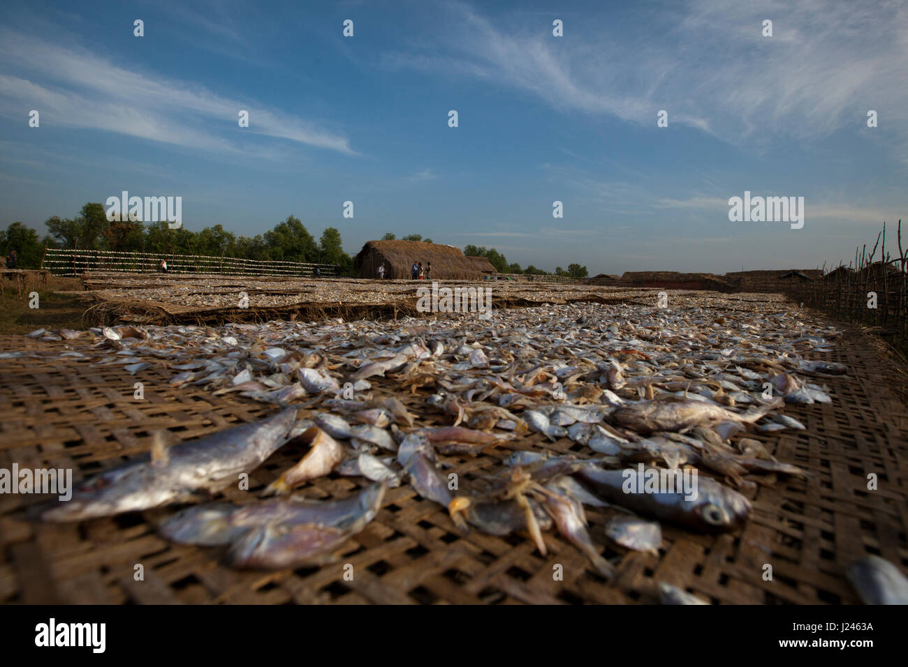 Dry fish processing plant at the Dublarchar in the Eastern Division of ...