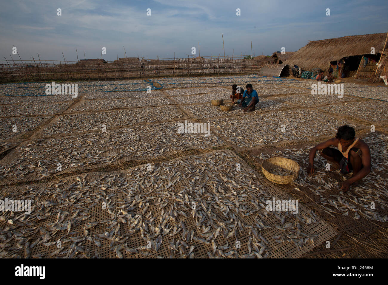 Workers drying fish at the dry fish processing plant at the Dublarchar ...