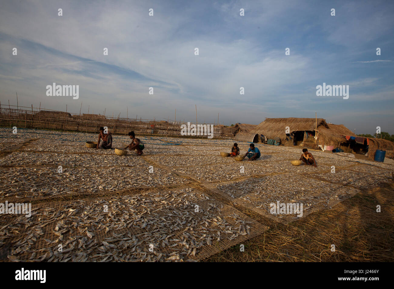 Workers drying fish at the dry fish processing plant at the Dublarchar ...