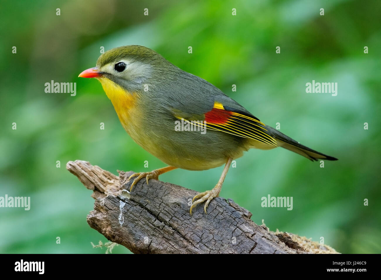 Lutea orchis hi-res stock photography and images - Alamy