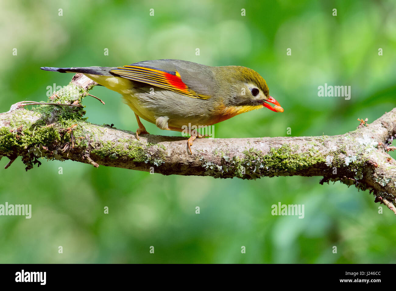 Lutea orchis hi-res stock photography and images - Alamy