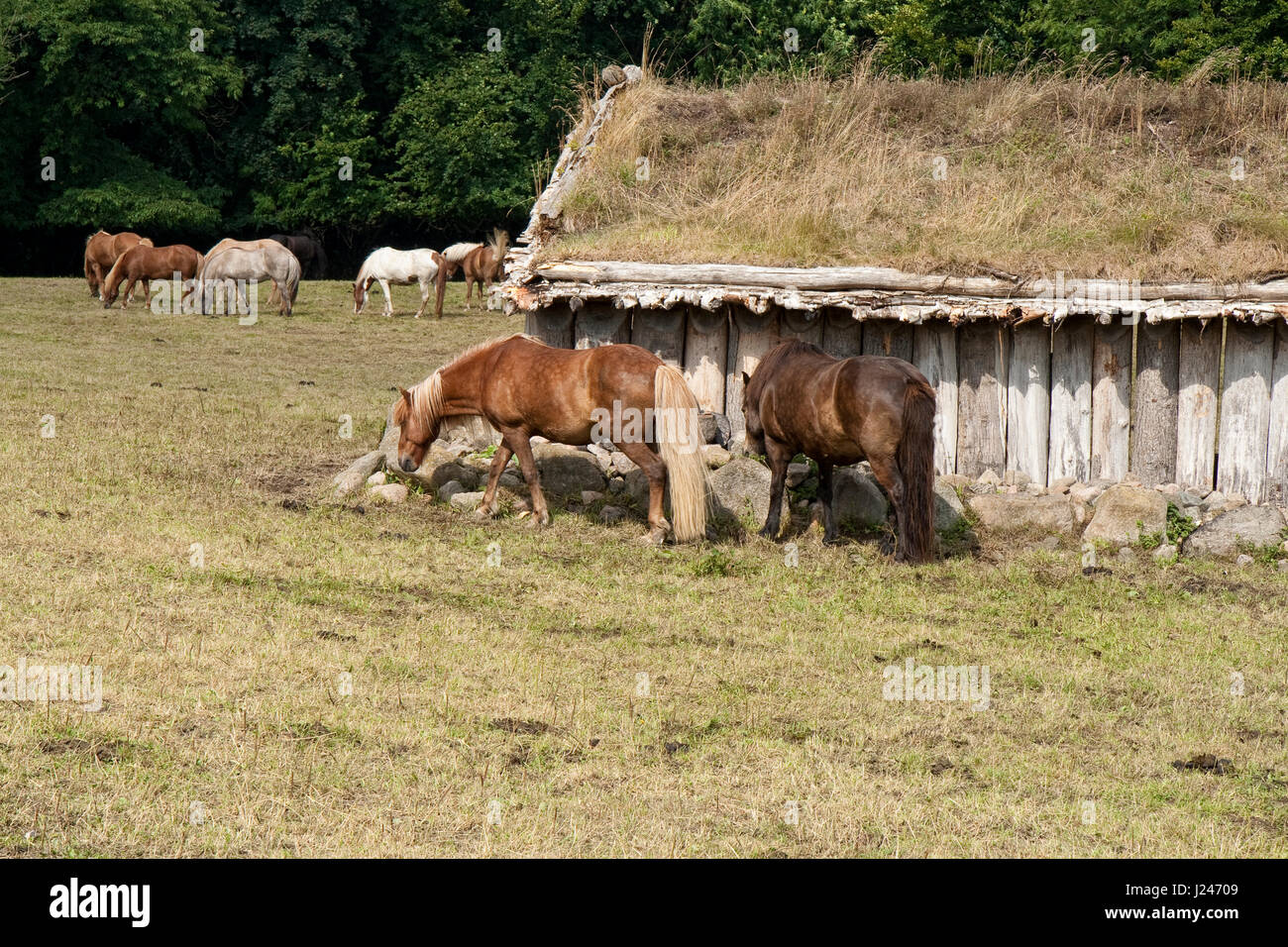 Horses in a field at an old barn Stock Photo - Alamy