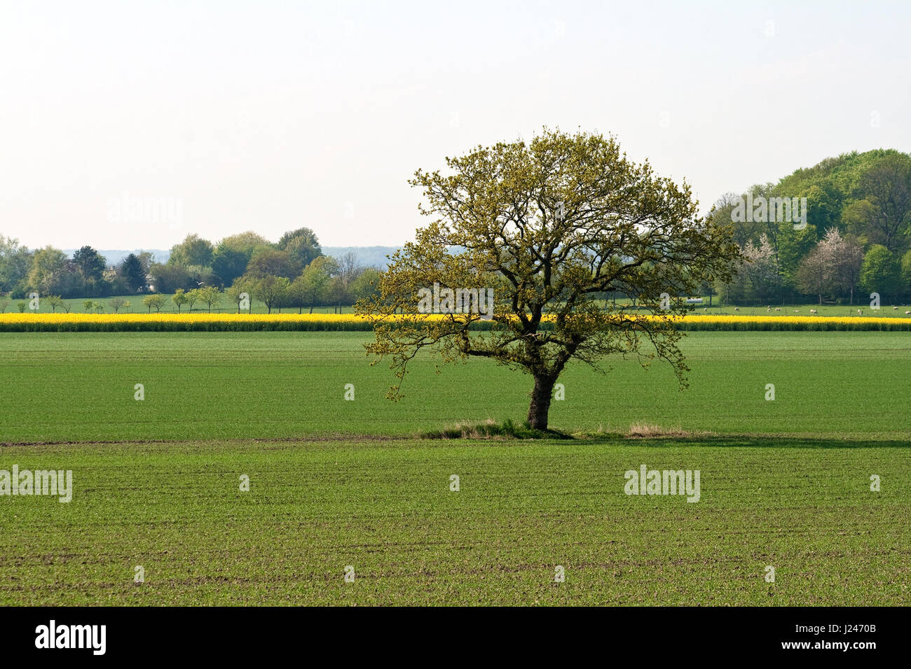 Lonely tree in the field at spring Stock Photo - Alamy