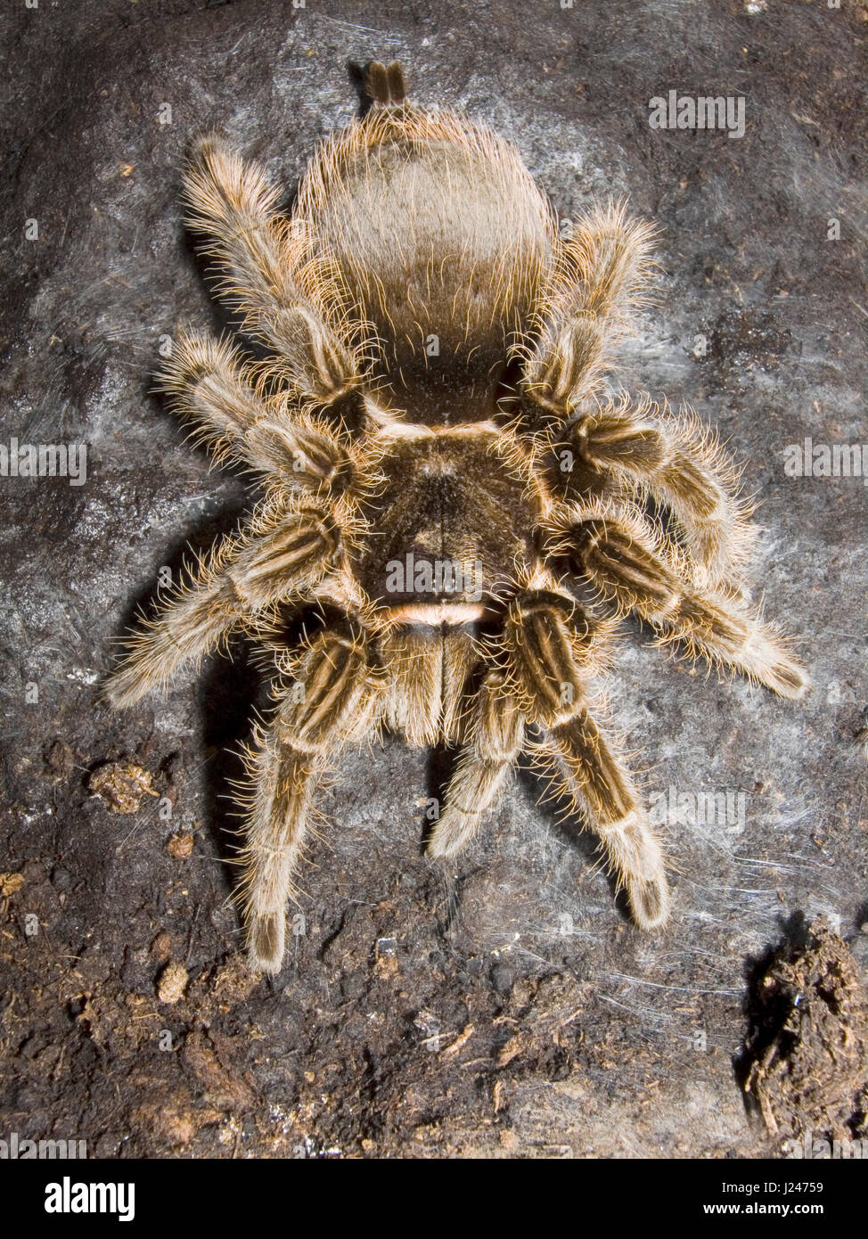 Curlyhair hi-res stock photography and images - Alamy