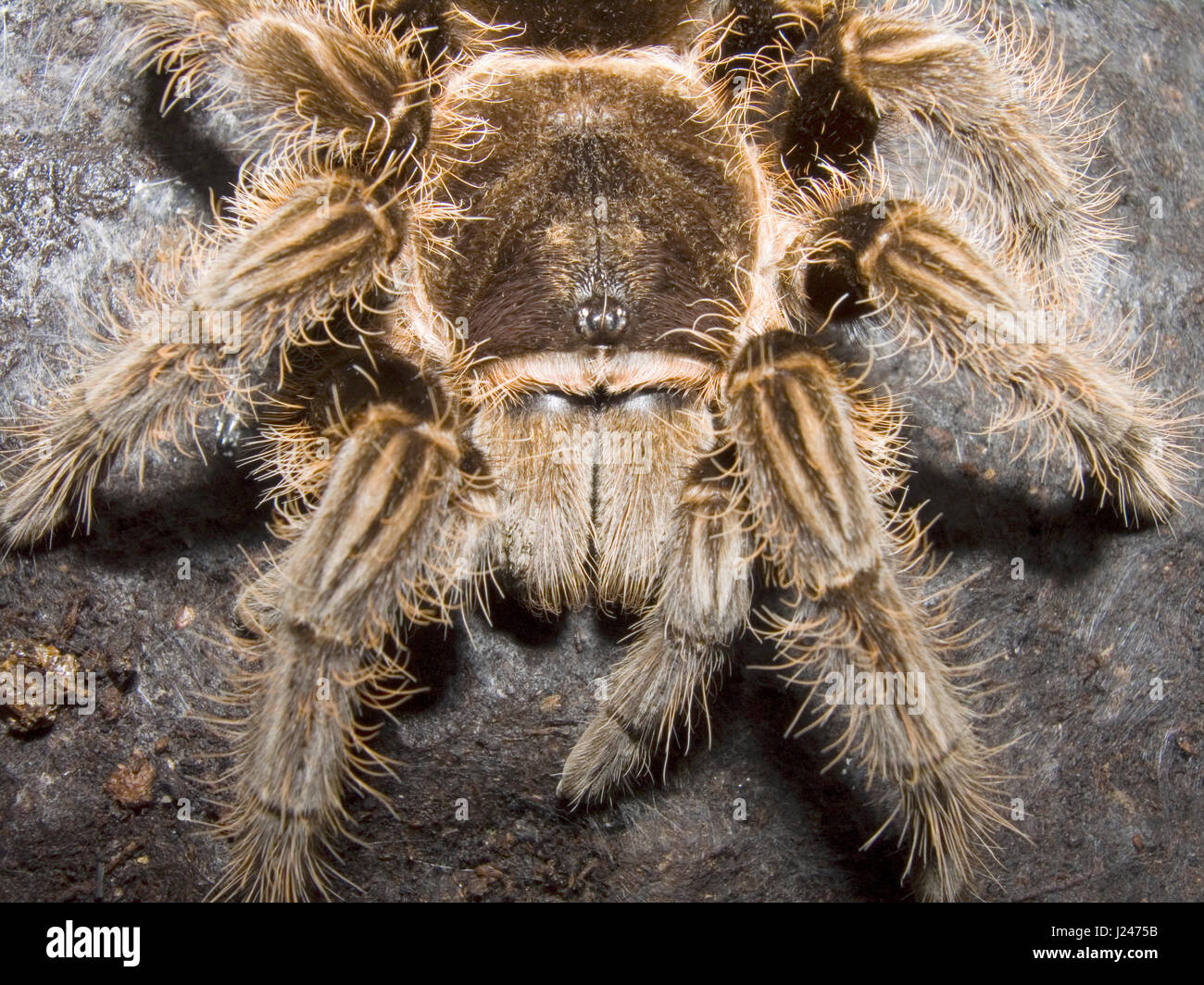 Curlyhair hi-res stock photography and images - Alamy