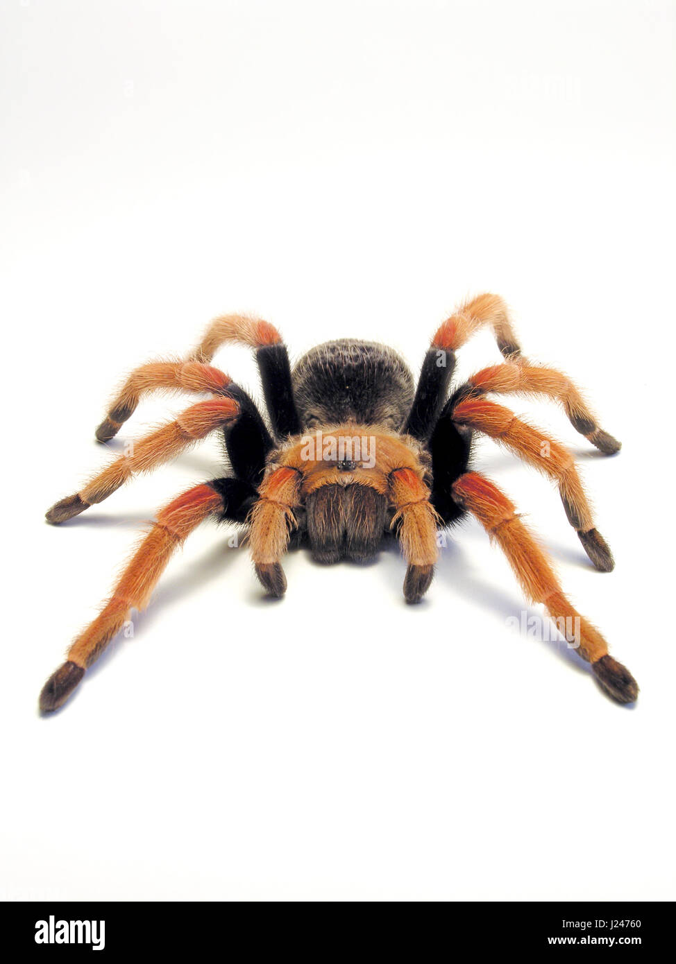 Mexican spider hi-res stock photography and images - Alamy