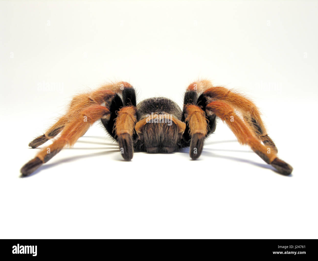 Mexican Fireleg Tarantula Stock Photo - Alamy