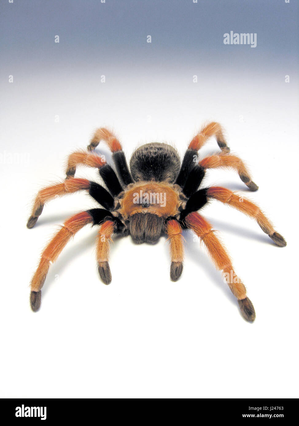 Mexican rustleg tarantula hi-res stock photography and images - Alamy