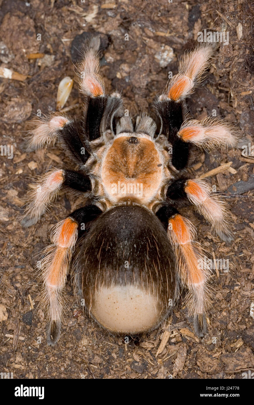 Mexican Fire Leg Tarantula