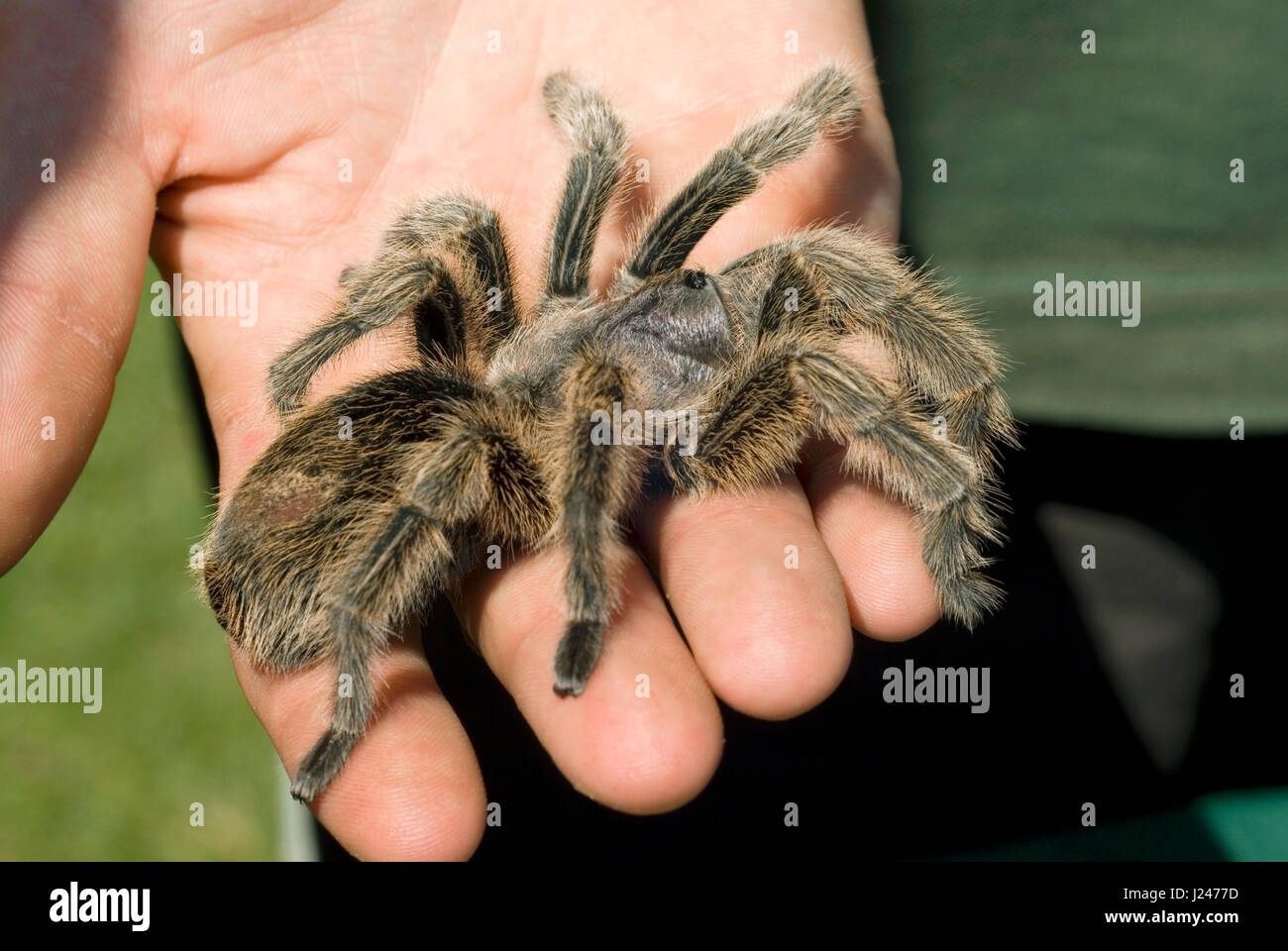 Rose hair tarantula hi-res stock photography and images - Alamy
