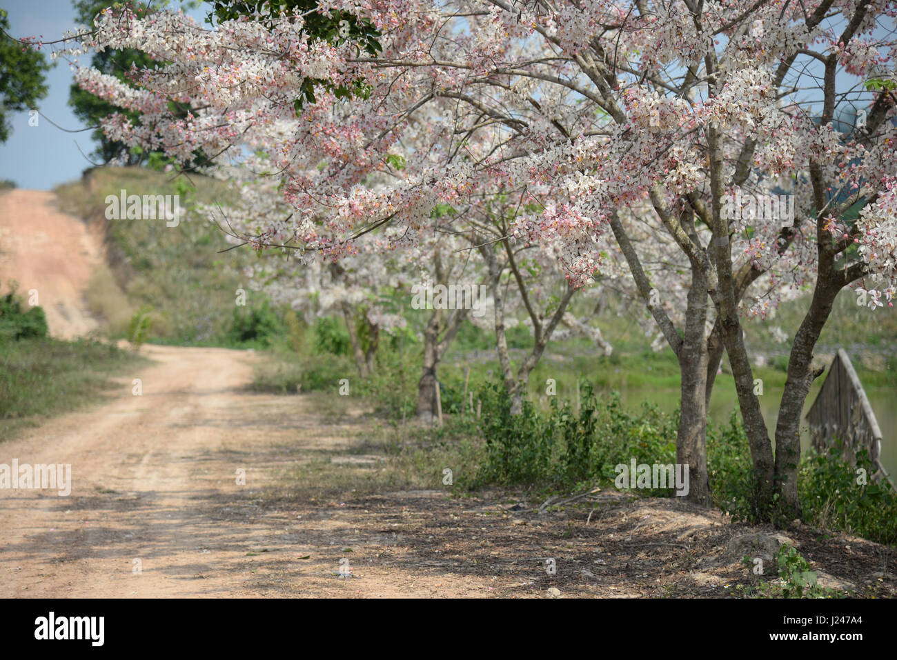 Pink flower tunnel hi-res stock photography and images - Alamy