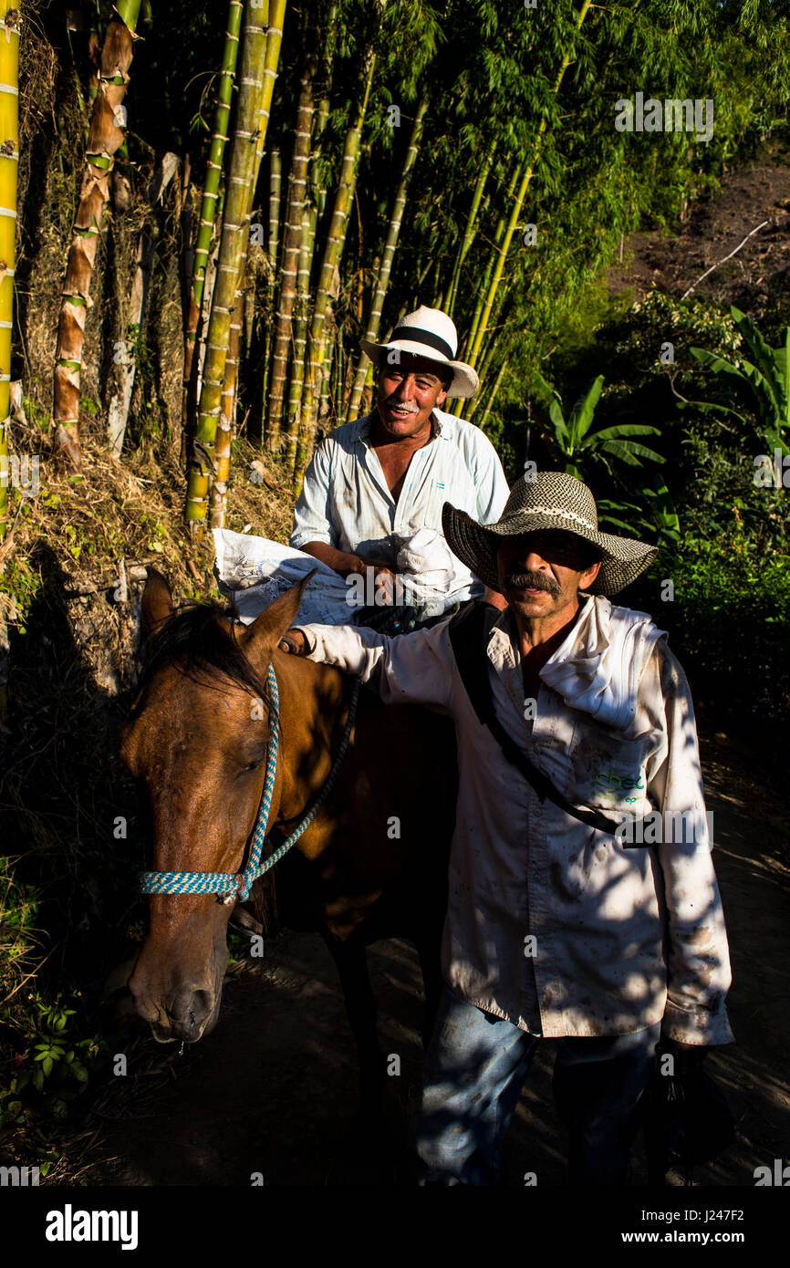Coffee plantation worker colombia hi-res stock photography and images ...