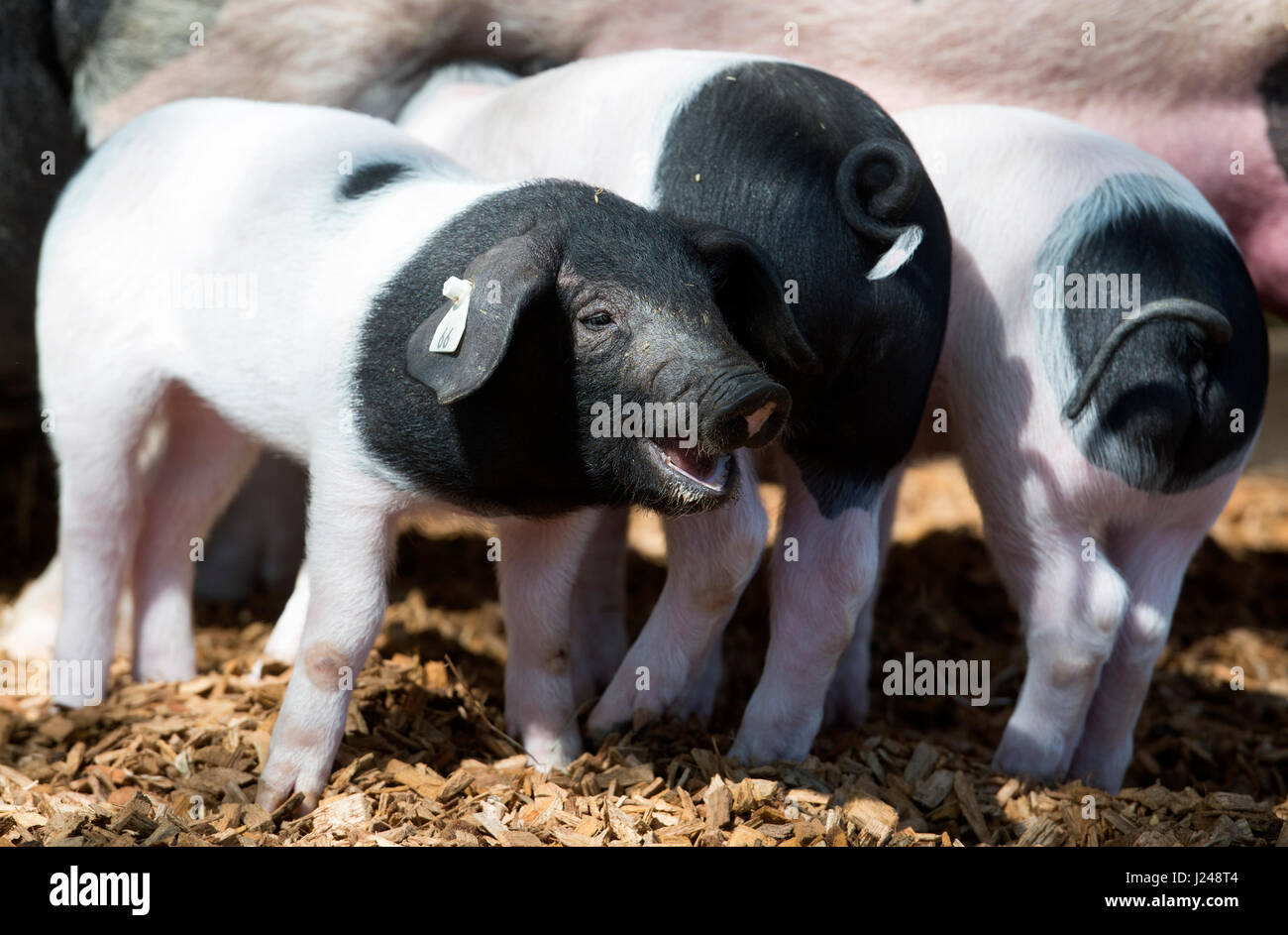 Stuttgart, Germany. 24th Apr, 2017. Pigs in the Wilhelma zoo in ...