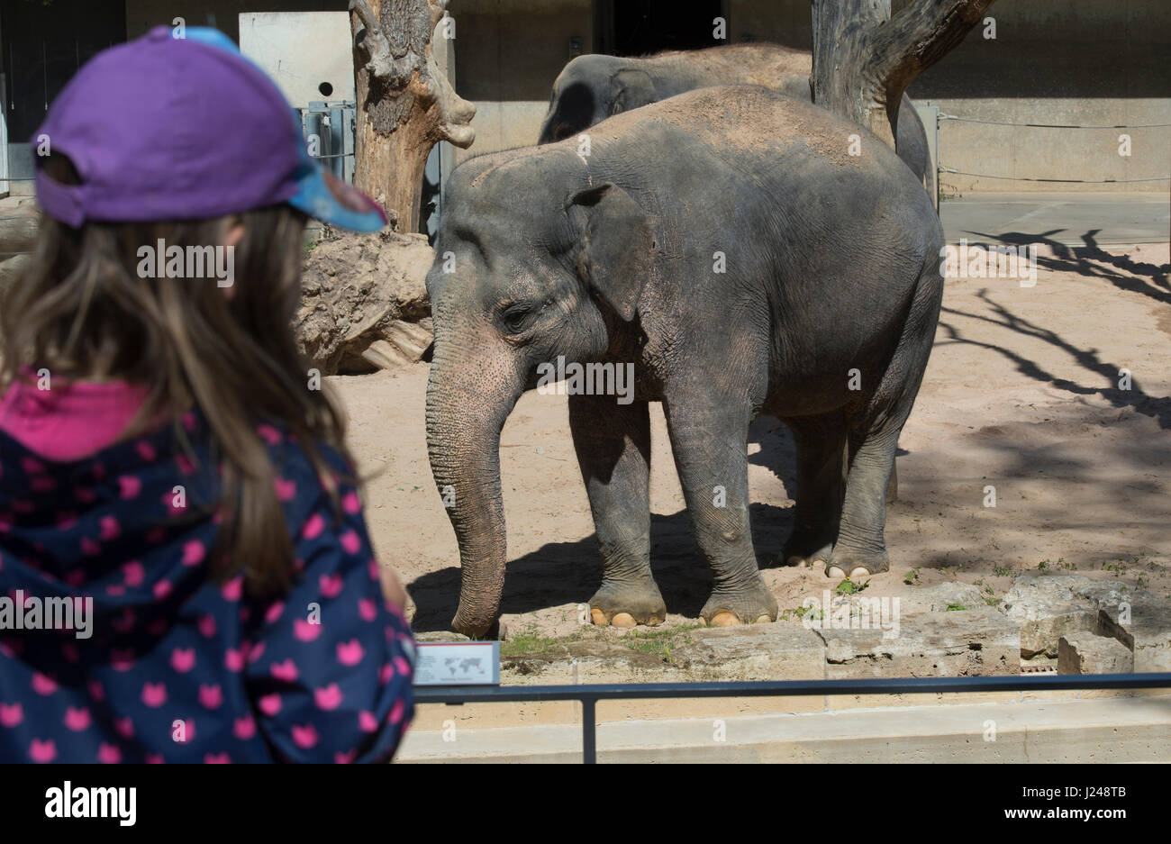 Stuttgart, Germany. 24th Apr, 2017. Two elephants in the Wilhelma zoo ...
