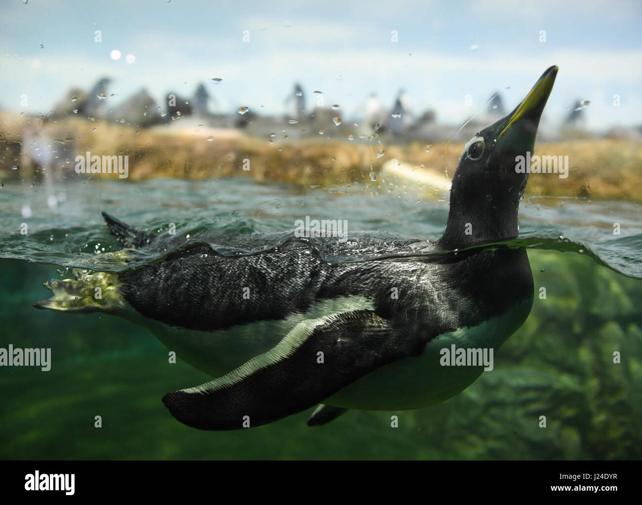 A gentoo penguin in the zoo in Frankfurt am Main, Germany, 24 April ...