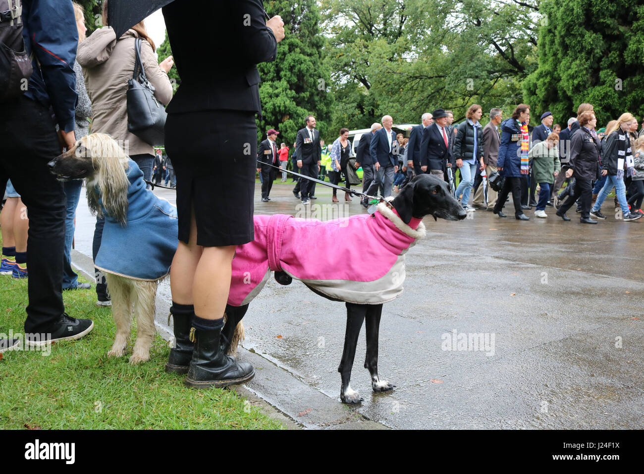 Dogs army australian military hi-res stock photography and images - Alamy