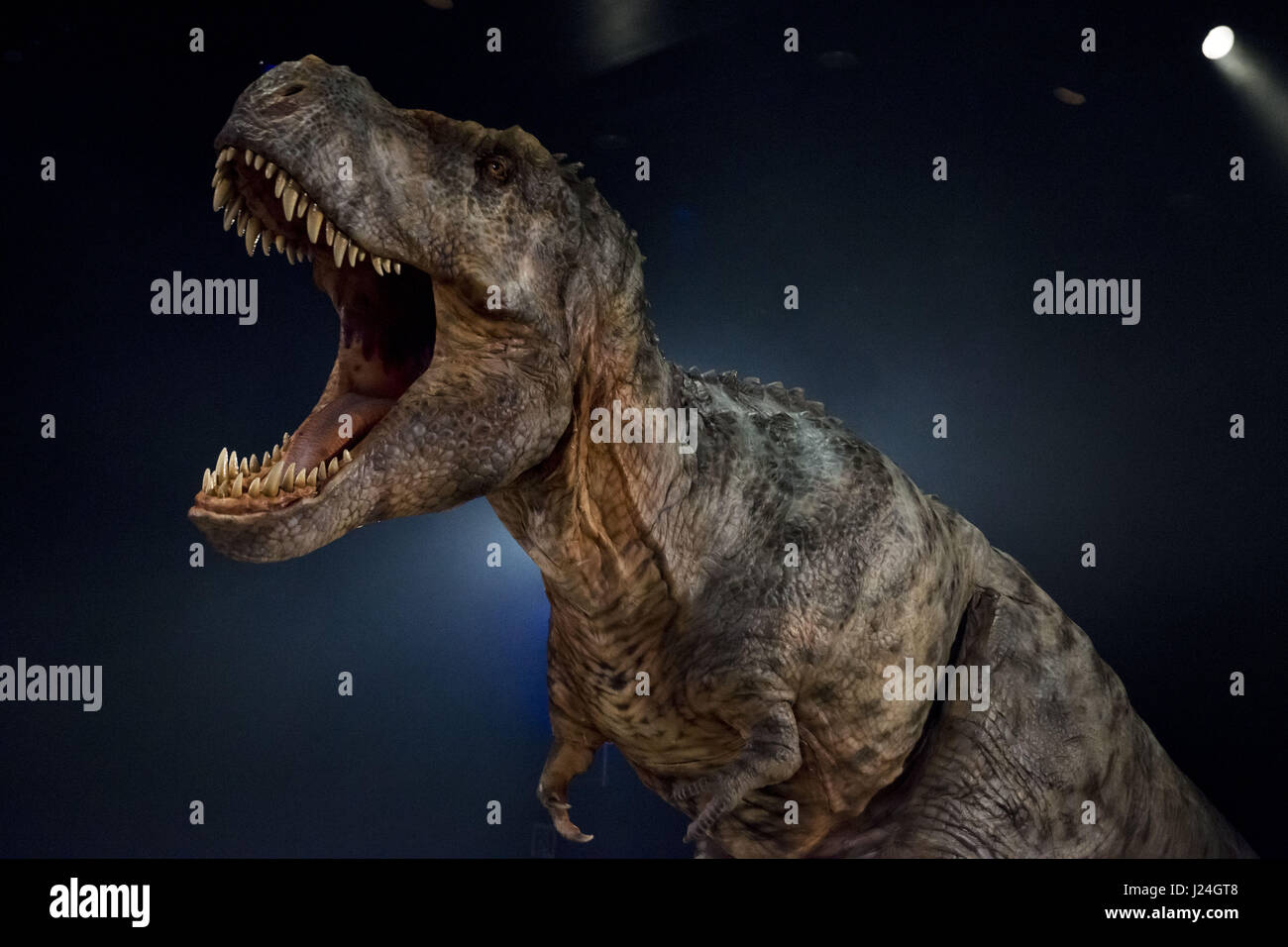 Exhibition of robotic dinosaurs hi-res stock photography and images - Alamy