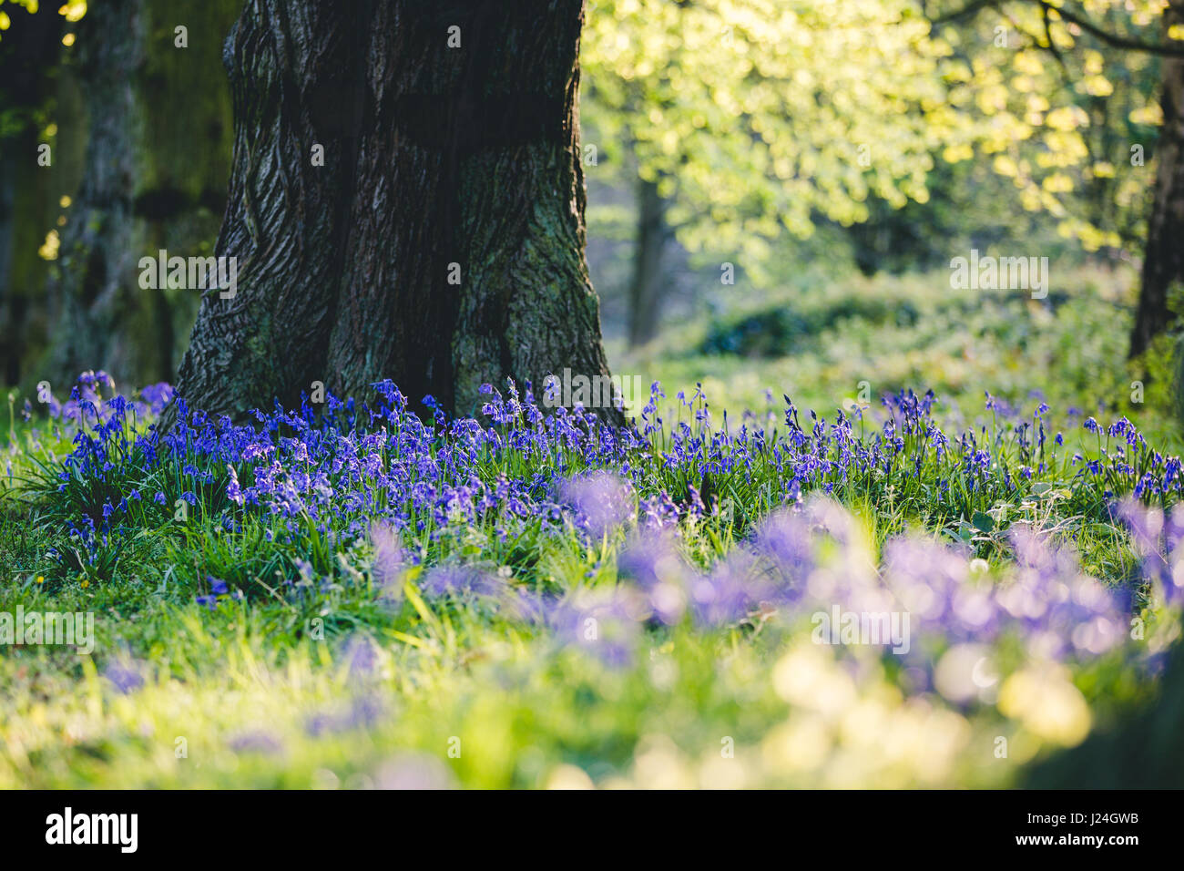 Wild common Bluebell flowers at Sunset Stock Photo - Alamy
