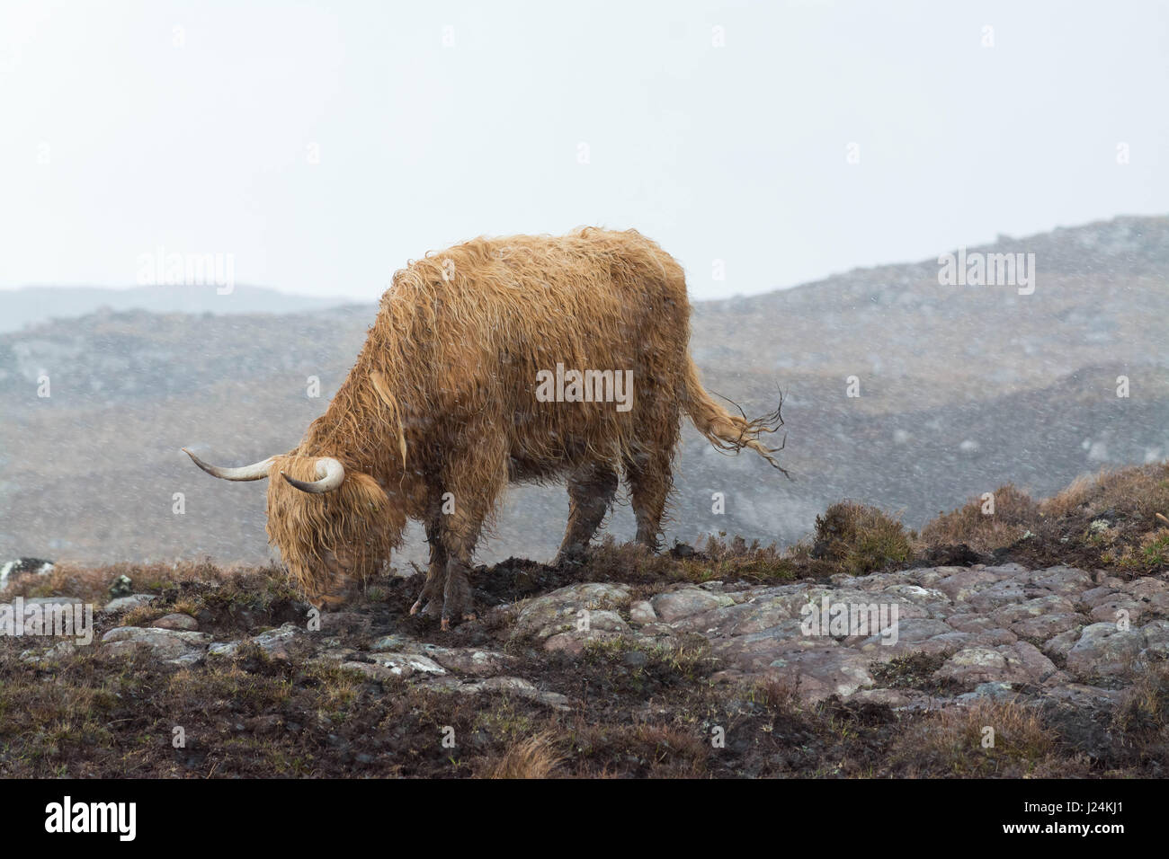Torridon, Scottish Highlands. 25th Apr, 2017. UK weather - hail and ...