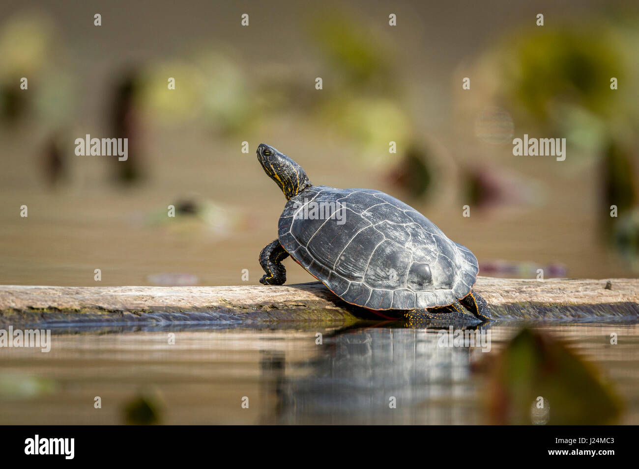 A western painted turtle basks on a log in Fernan Lake, Idaho Stock ...