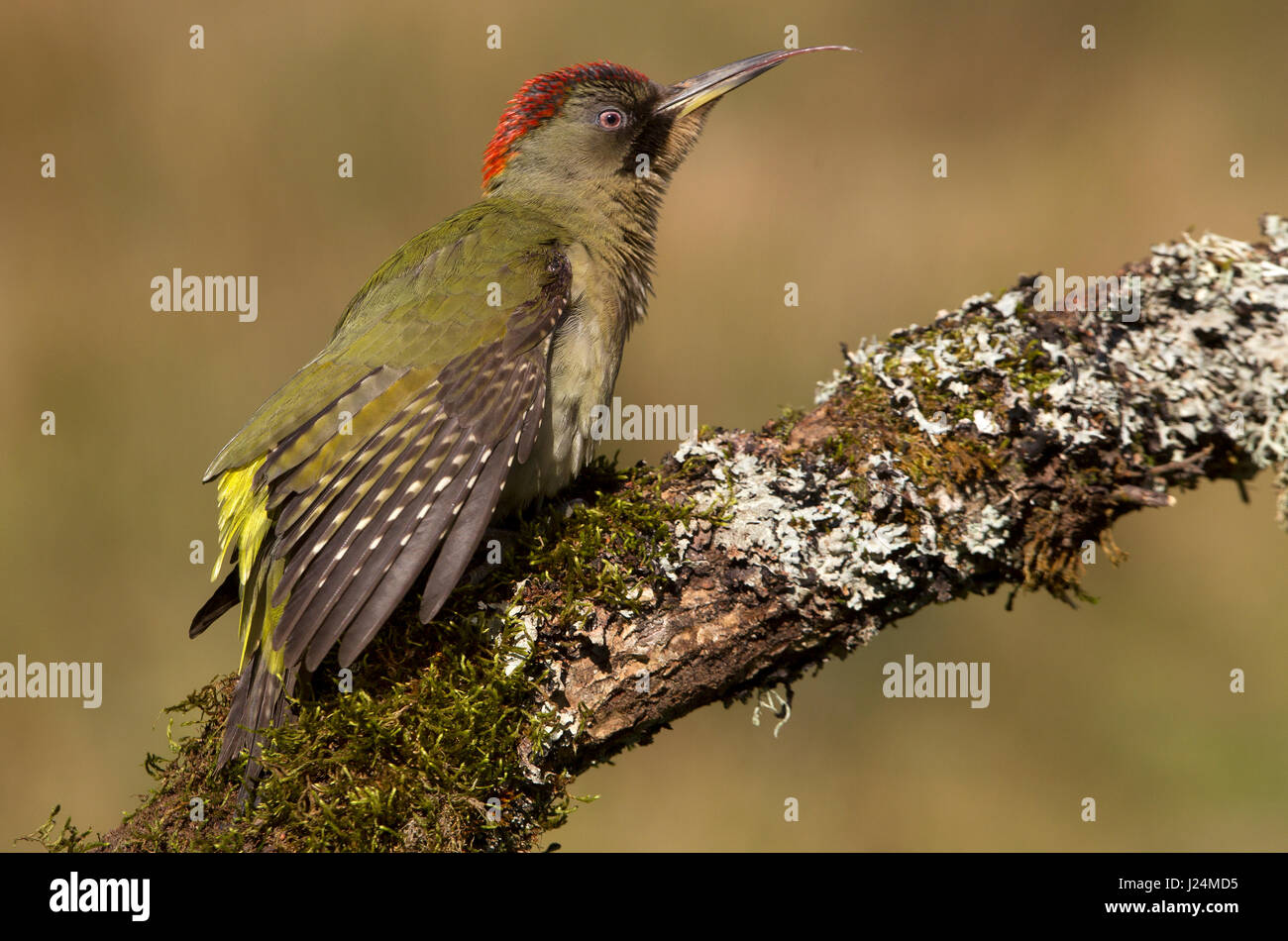 Wildwaching hi-res stock photography and images - Alamy