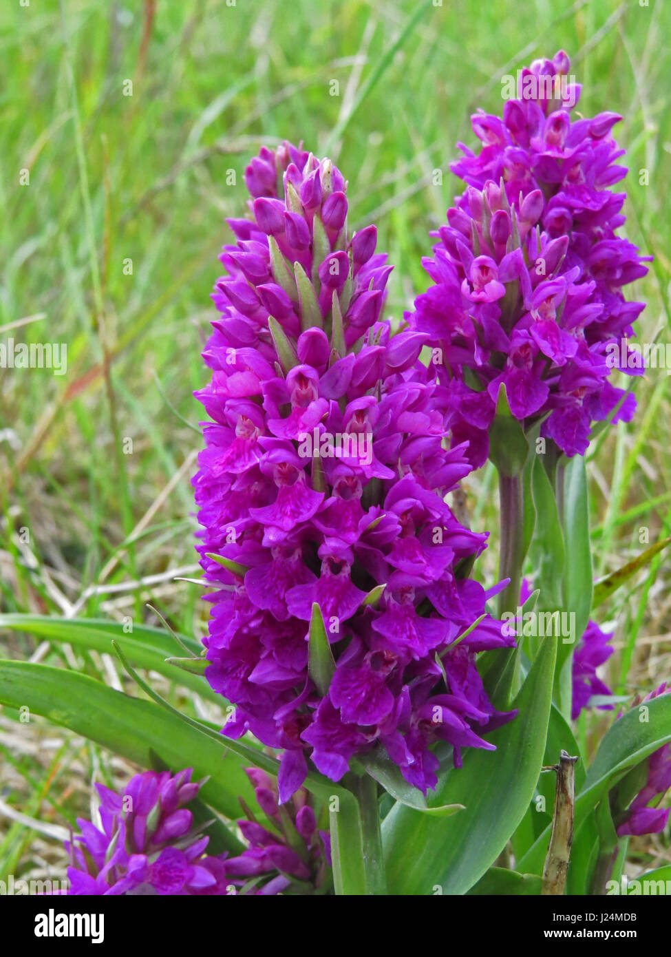 Wild marsh hi-res stock photography and images - Alamy