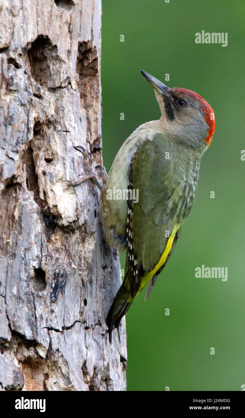 Wildwaching hi-res stock photography and images - Alamy