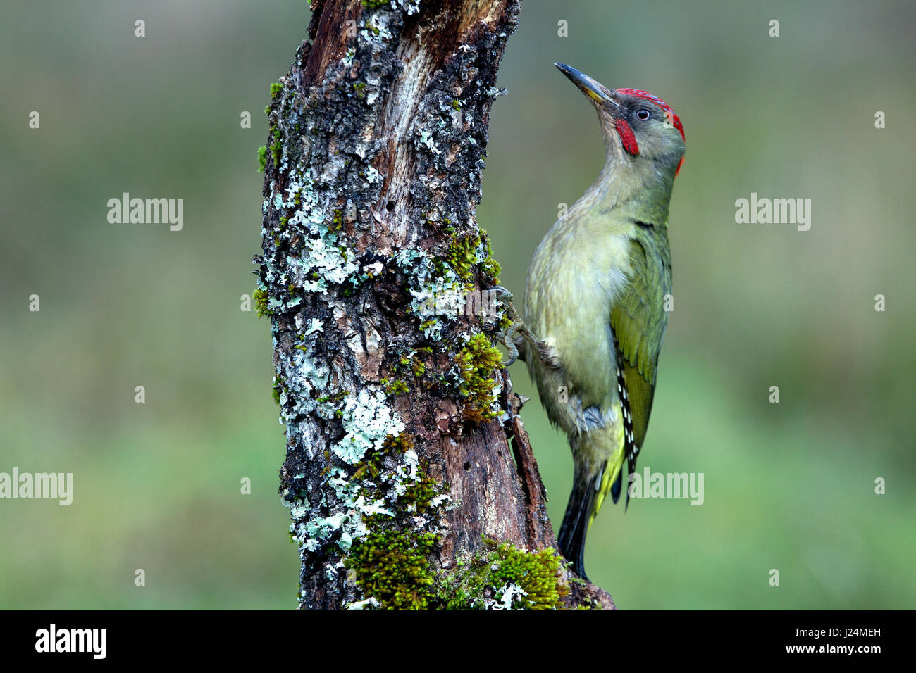 Wildwaching hi-res stock photography and images - Alamy