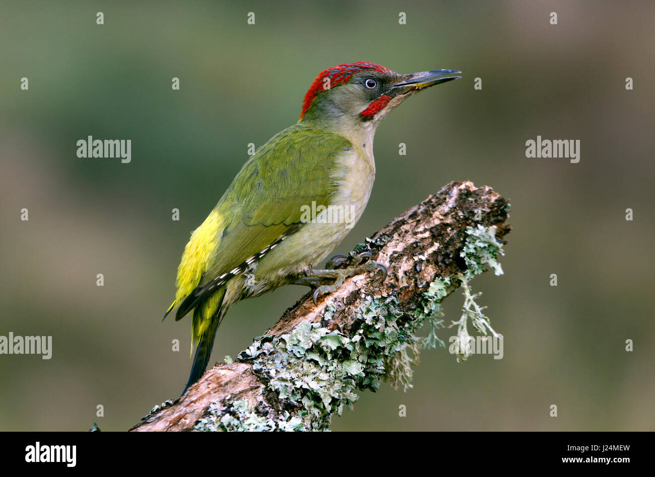 Wildwaching hi-res stock photography and images - Alamy