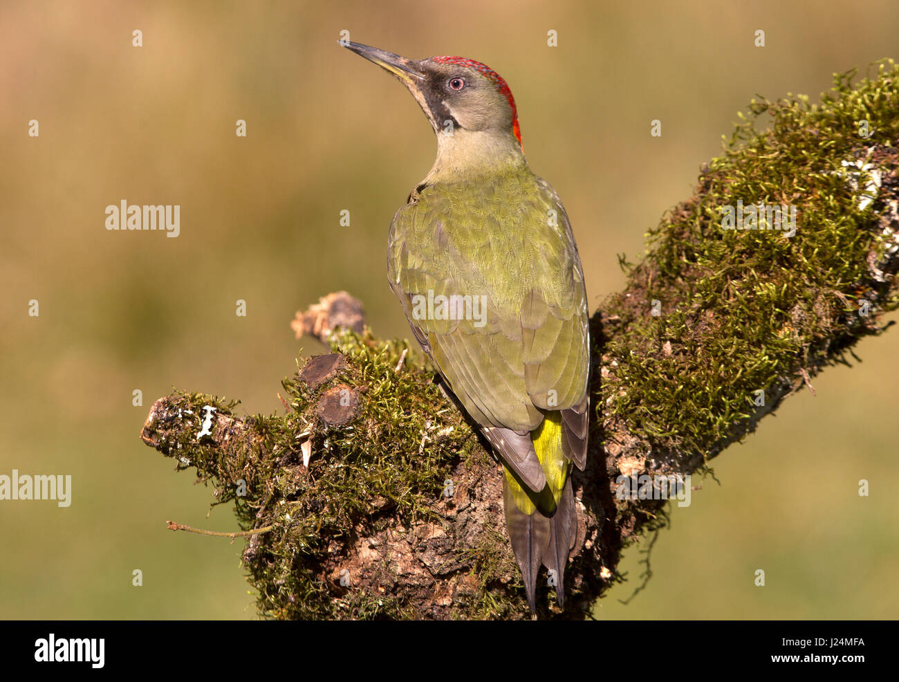 Wildwaching hi-res stock photography and images - Alamy