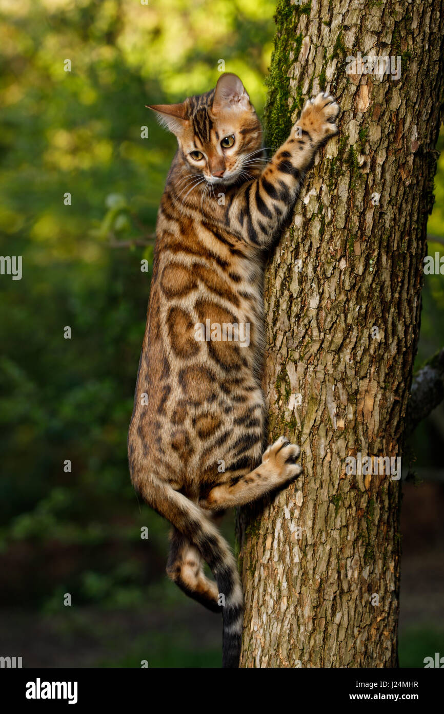 Bengal Cat outdoor Stock Photo - Alamy