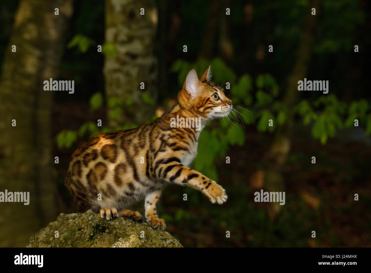Bengal Cat outdoor Stock Photo - Alamy