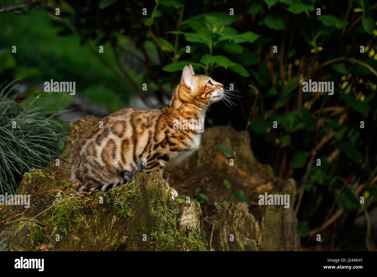 Bengal Cat outdoor Stock Photo - Alamy