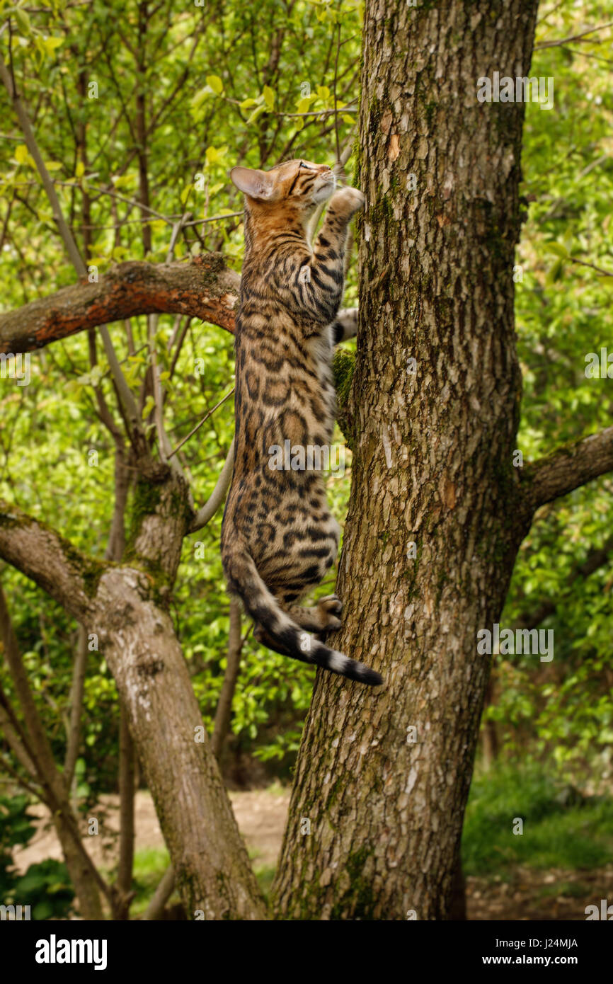 Bengal Cat outdoor Stock Photo - Alamy