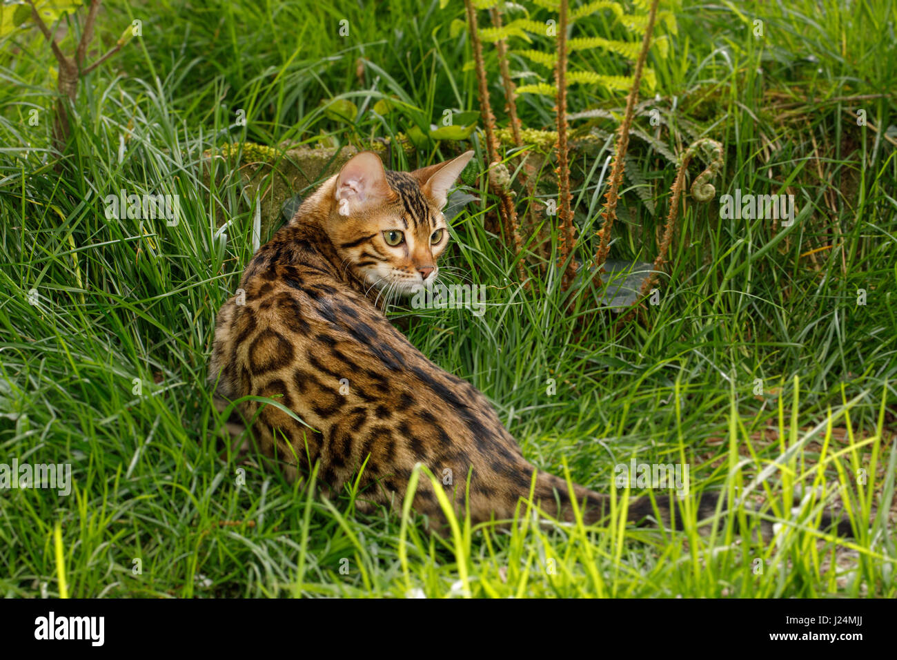 Bengal Cat outdoor Stock Photo - Alamy