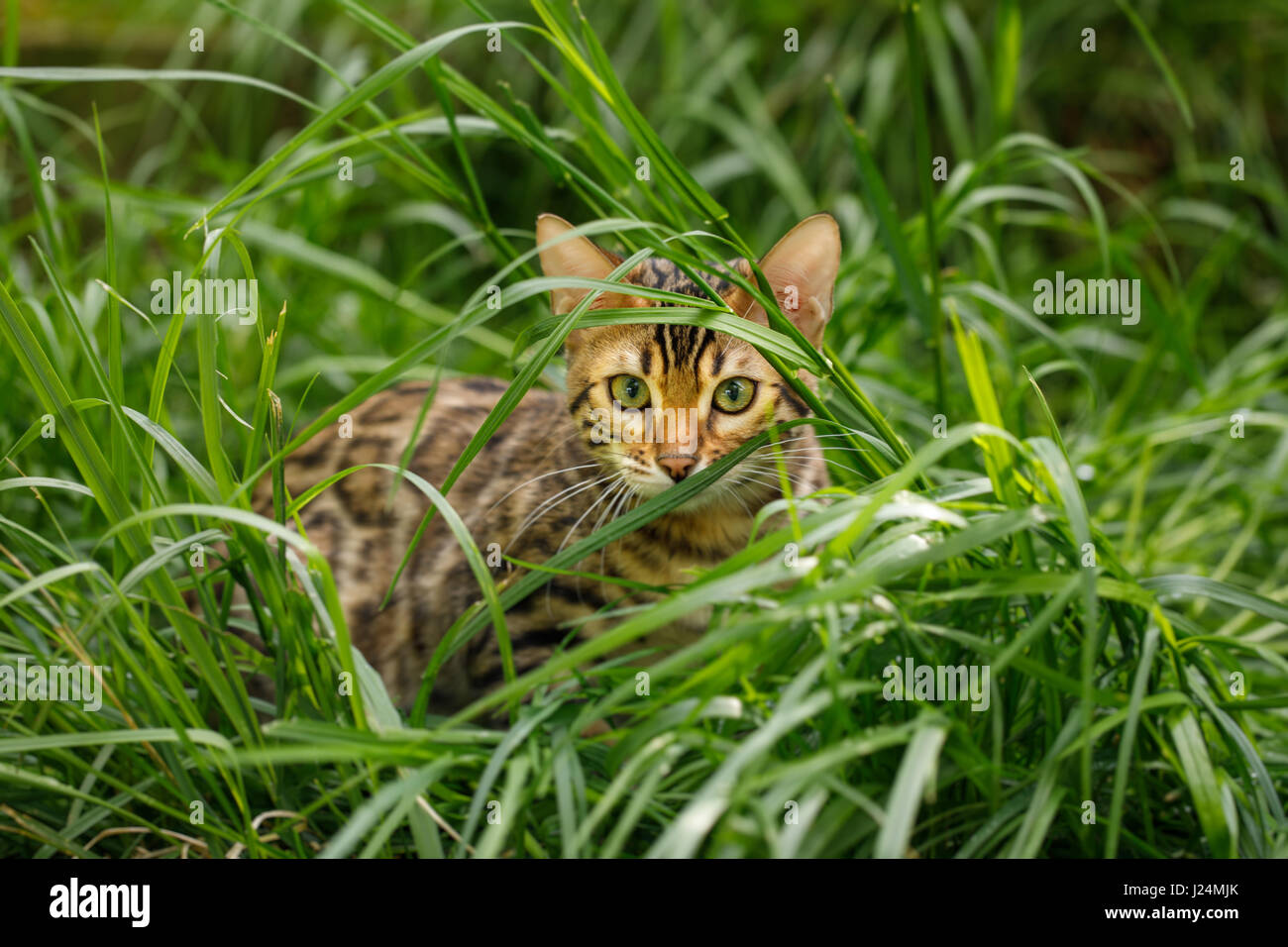 Bengal Cat outdoor Stock Photo - Alamy