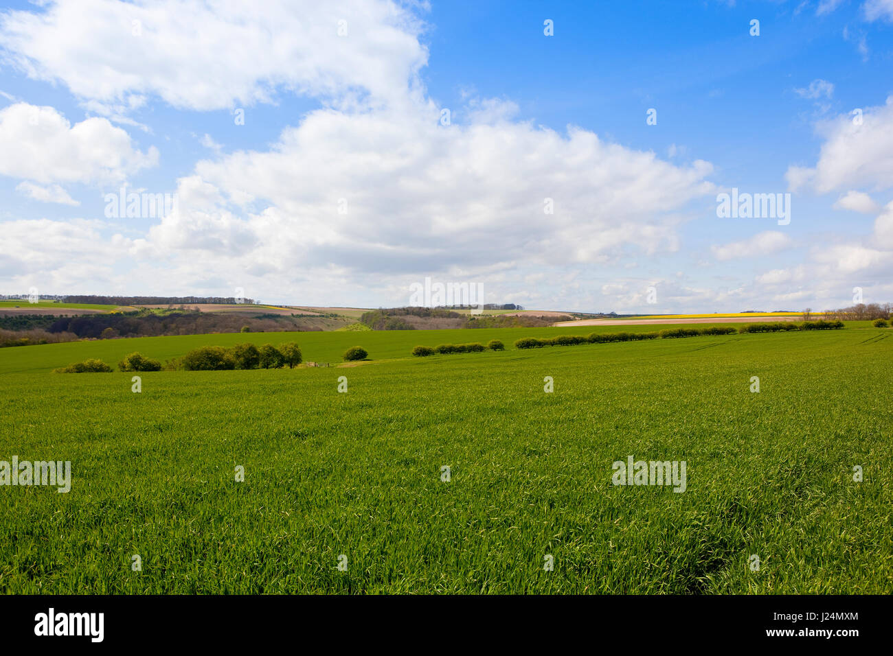 green wheat fields and hedgerows in the scenic agricultural landscape ...