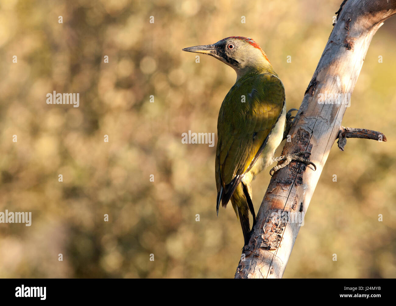 Wildwaching hi-res stock photography and images - Alamy
