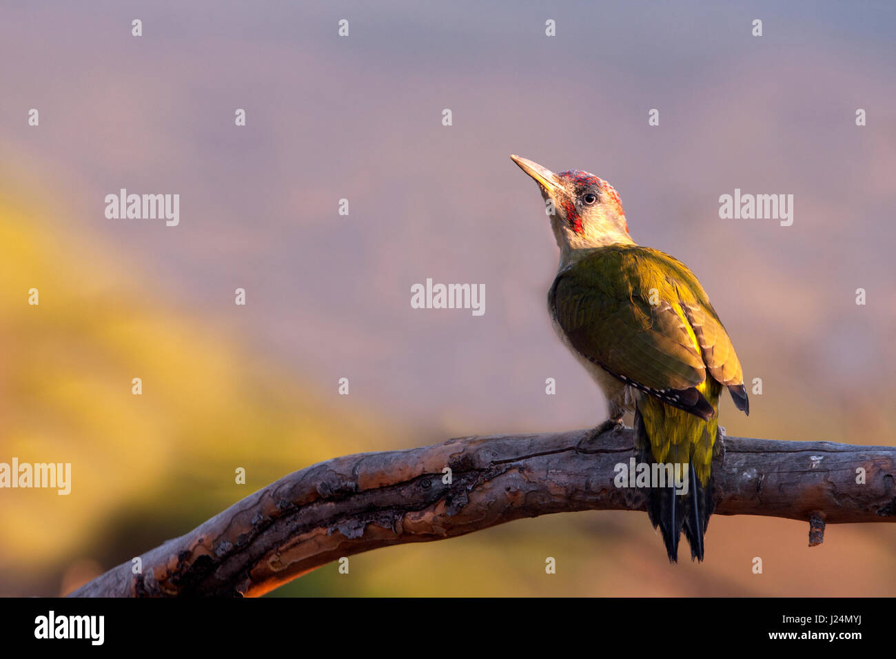 Wildwaching hi-res stock photography and images - Alamy