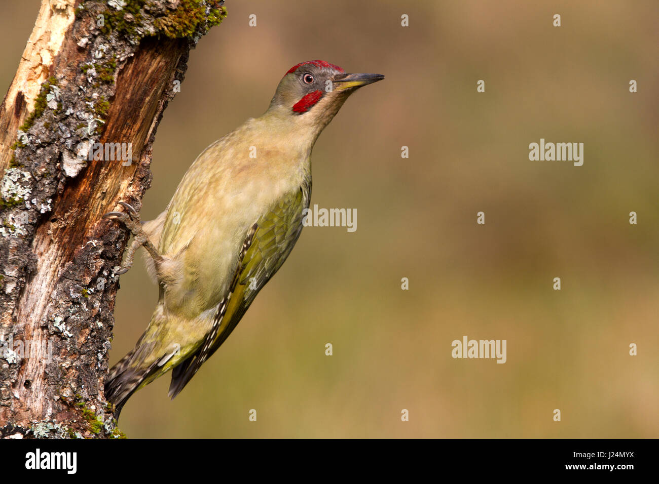 Wildwaching hi-res stock photography and images - Alamy