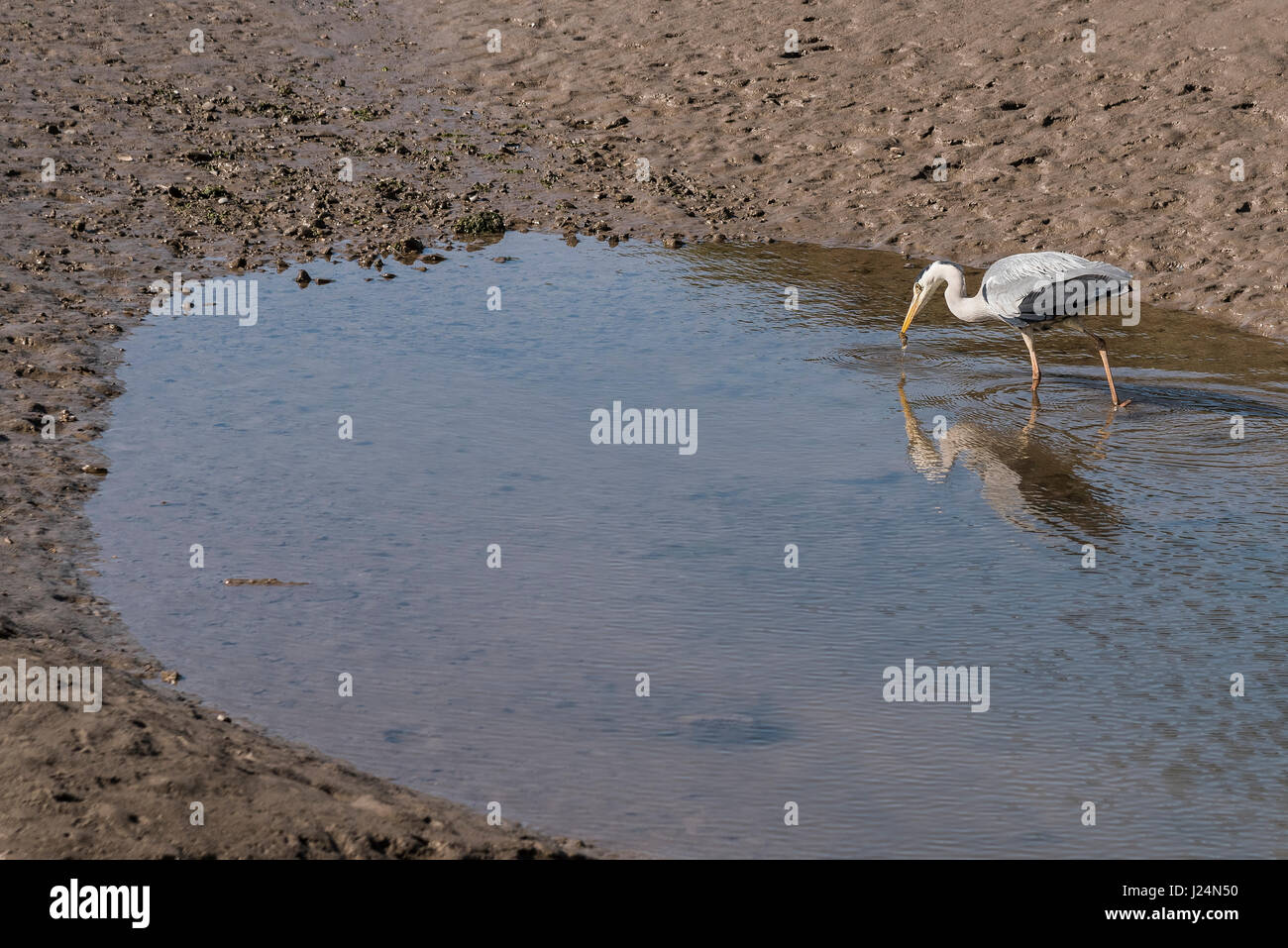 Tidal wading bird hi-res stock photography and images - Alamy