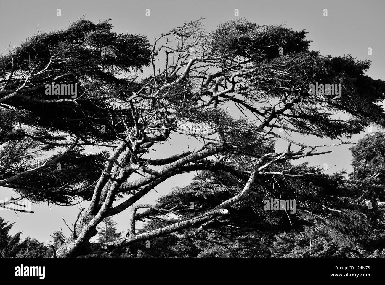 Ocean beach trees Black and White Stock Photos & Images - Alamy