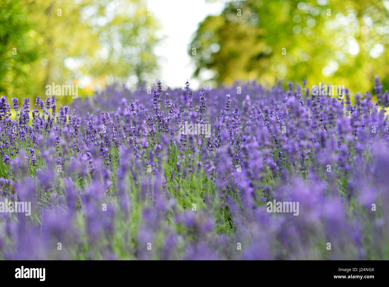 Edge of the forest glamorous bloom blue lavender field Stock Photo - Alamy
